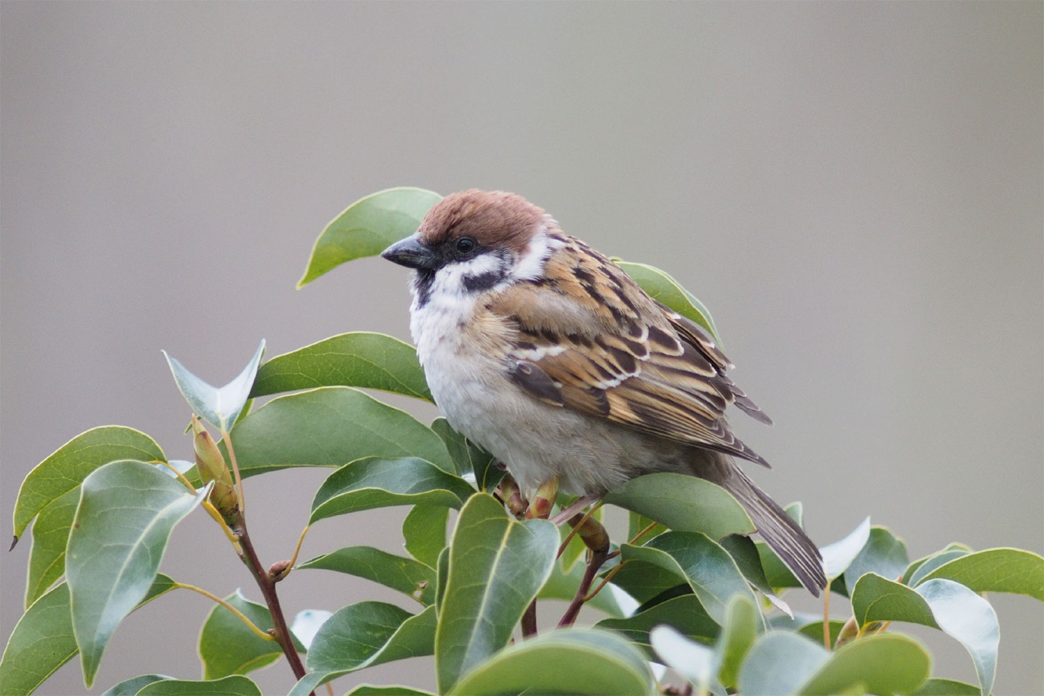 Eurasian Tree Sparrow|スズメ id42987|Photographs of Japanese birds